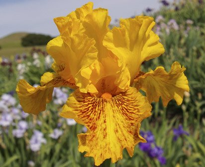 Dazzling Gold - Tall bearded Iris